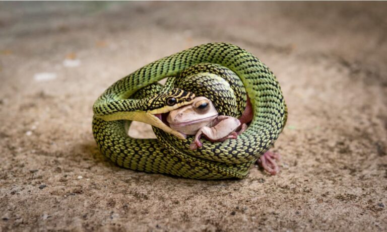 Understanding Reptile Behavior: Insights into Cold-blooded Minds - The ...
