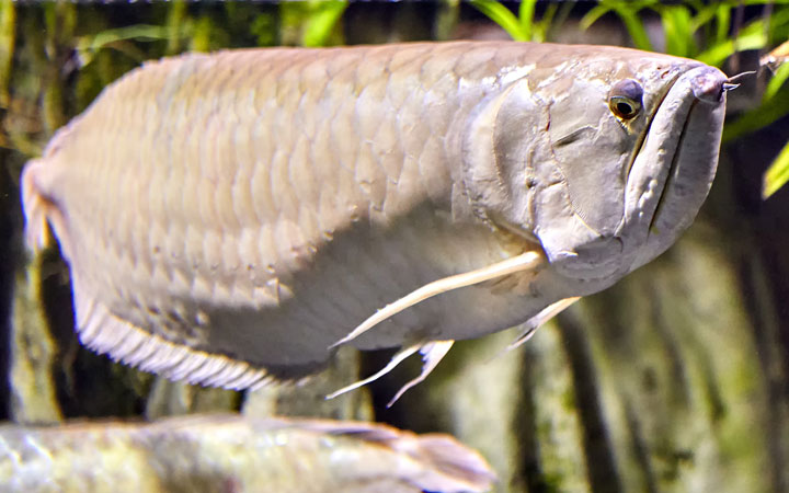 Arowana Types – Rare & Expensive Varieties | The Patient Pet