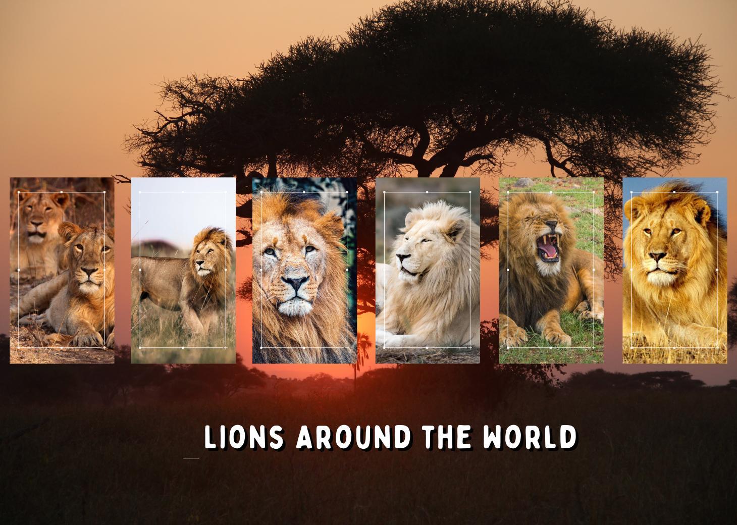 Lions Around the World – Know The Types | The Patient Pet