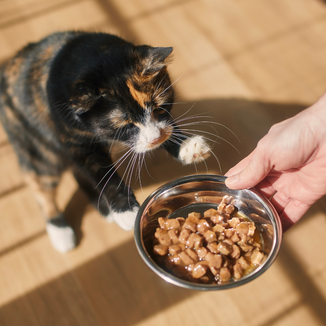 Your Guide Into The World of Gently Cooked Cat Food | The Patient Pet