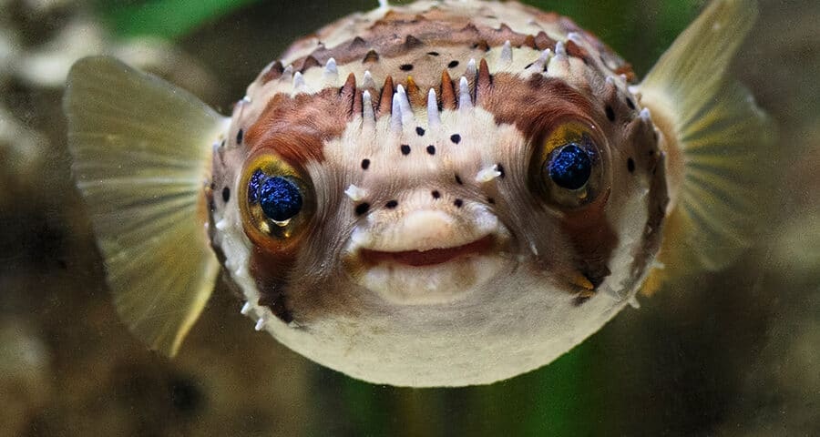 Pufferfish Vs. Blowfish - The Patient Pet