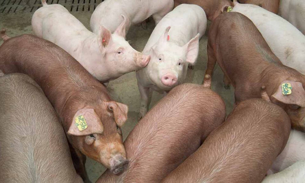 Sustainable Hog Breeding: Choosing Hogs for Environmentally Friendly ...