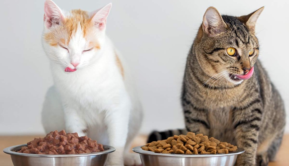 Cat Treats vs. Cat Food: What’s the Difference & Why Does It Matter ...