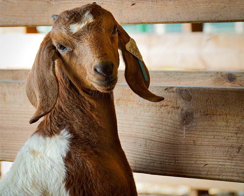 Find Your Perfect Boer Buckling at Ellinger Boer Goats - The Patient Pet